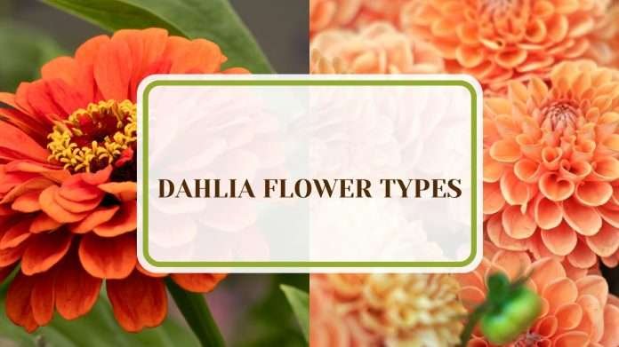 25 Dahlia Flower Types and Varieties You Must Know About - Plant America