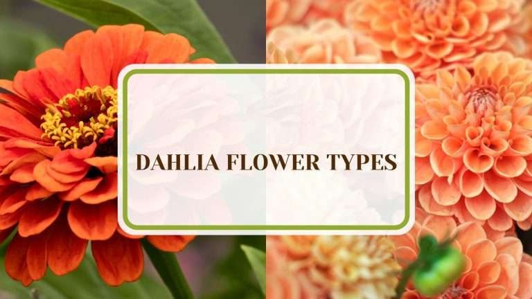 25 Dahlia Flower Types and Varieties You Must Know About - Plant America