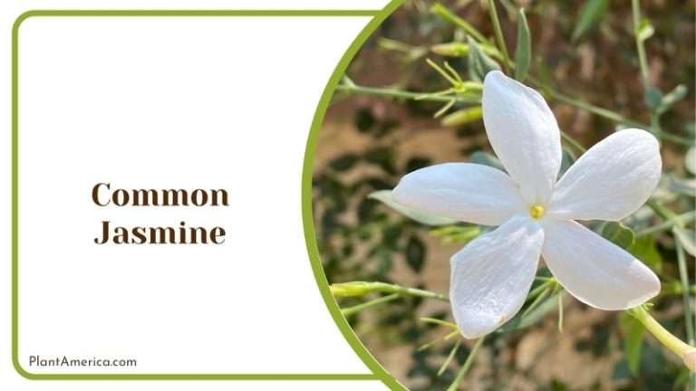 19 Types of Jasmine Every Gardener Should Know About - Plant America