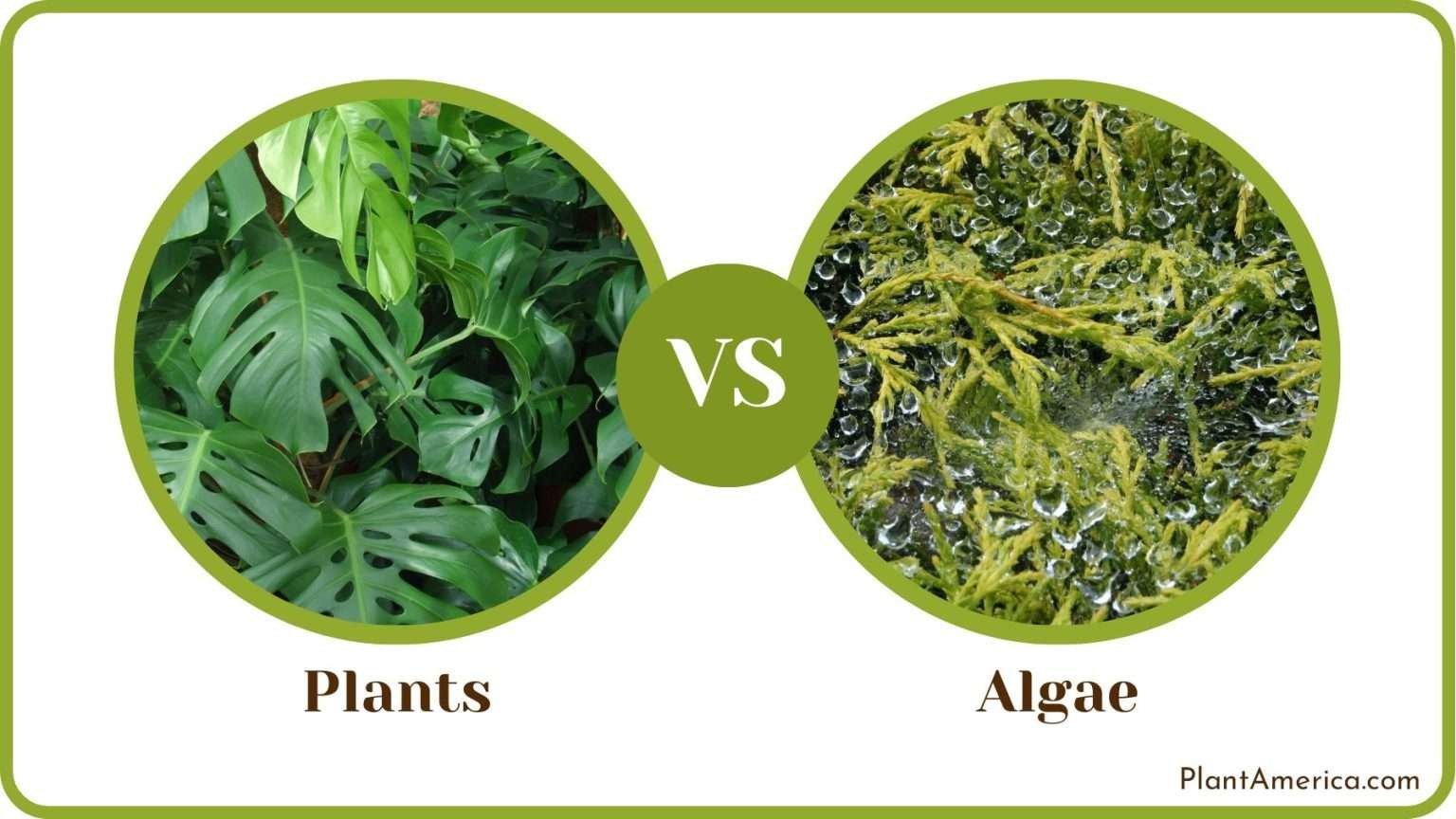 Plants Vs Algae: A Detailed Comparison of the Two Organisms - Plant America