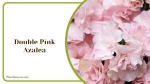22 Types of Azaleas Varieties You Should Know About - Plant America