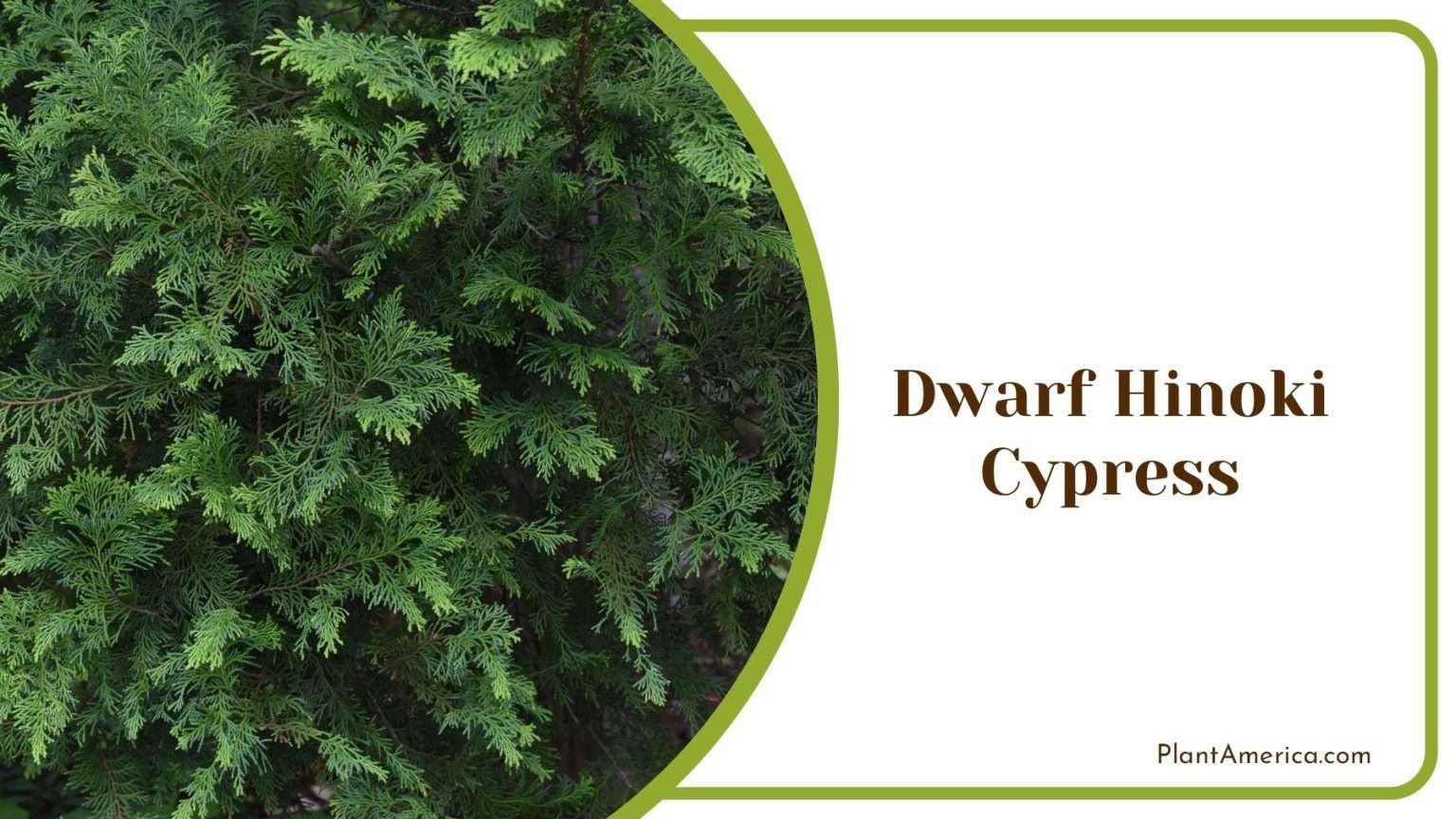 18 Japanese Garden Plants You'll Want To Grow Right Now - Plant America