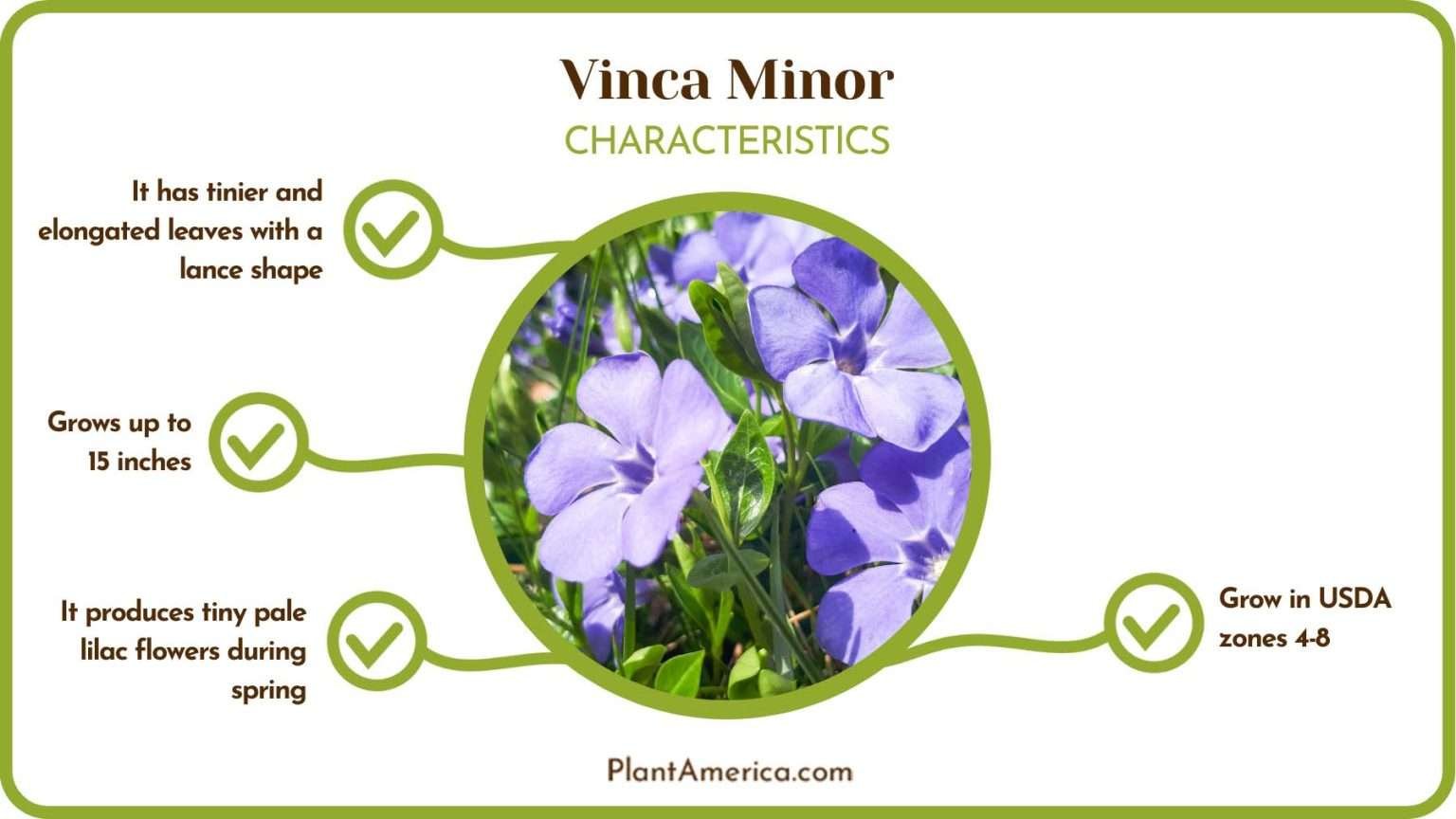 Vinca Major vs Vinca Minor: The Ways to Differentiate Them - Plant America