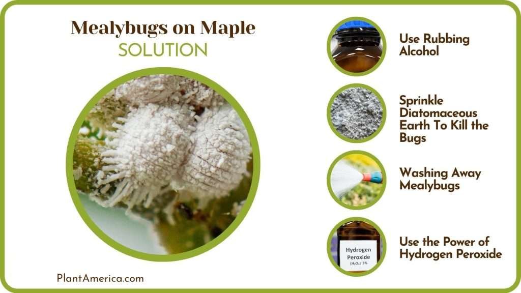Mealybugs on Maple - Winning the Battle Against Them - Plant America