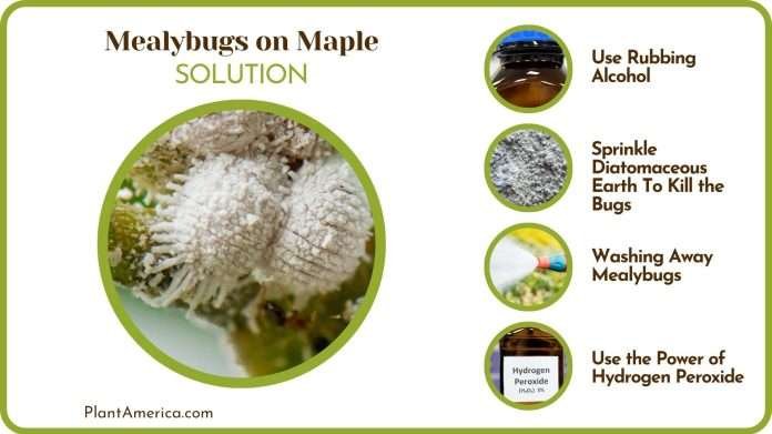Mealybugs on Maple - Winning the Battle Against Them - Plant America