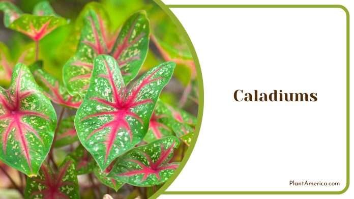 22 Container Plants for Full Sun and Heat In Summer - Plant America