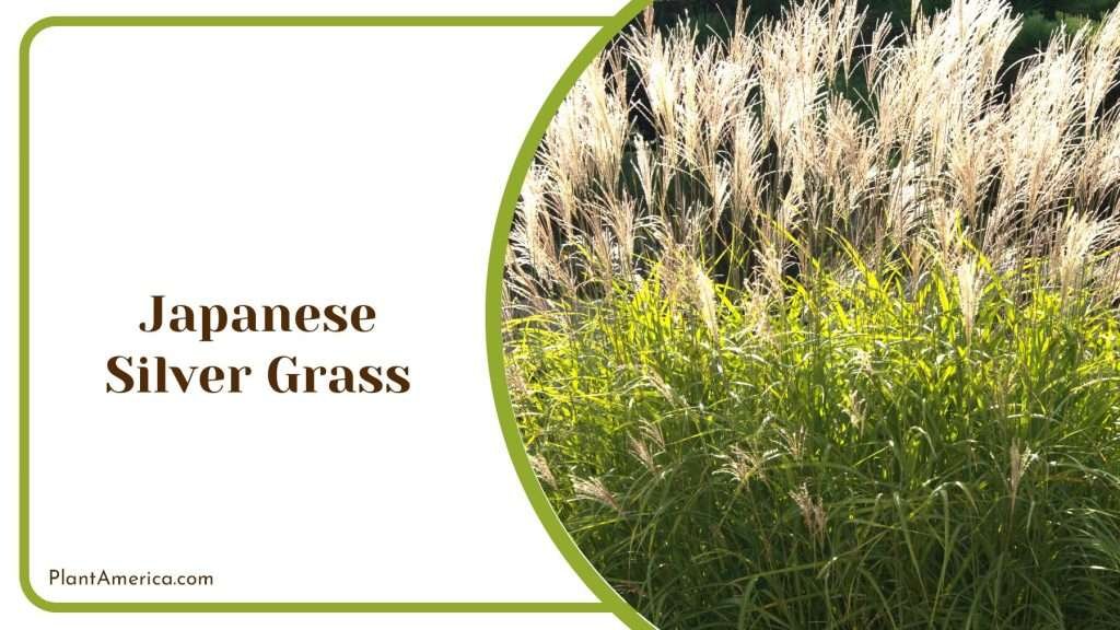18 Japanese Garden Plants You'll Want To Grow Right Now - Plant America