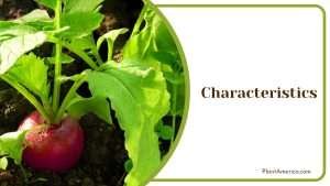 Plants Vs Algae: A Detailed Comparison of the Two Organisms - Plant America