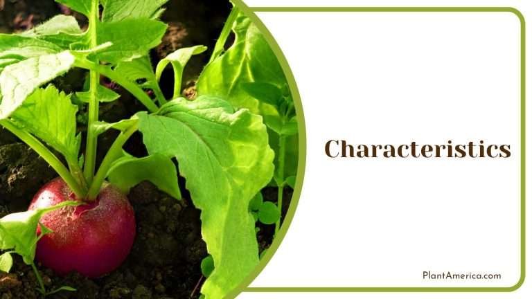 Plants Vs Algae: A Detailed Comparison of the Two Organisms - Plant America