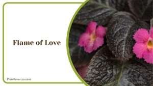 17 African Violet Varieties: Types You’ll Absolutely Love - Plant America