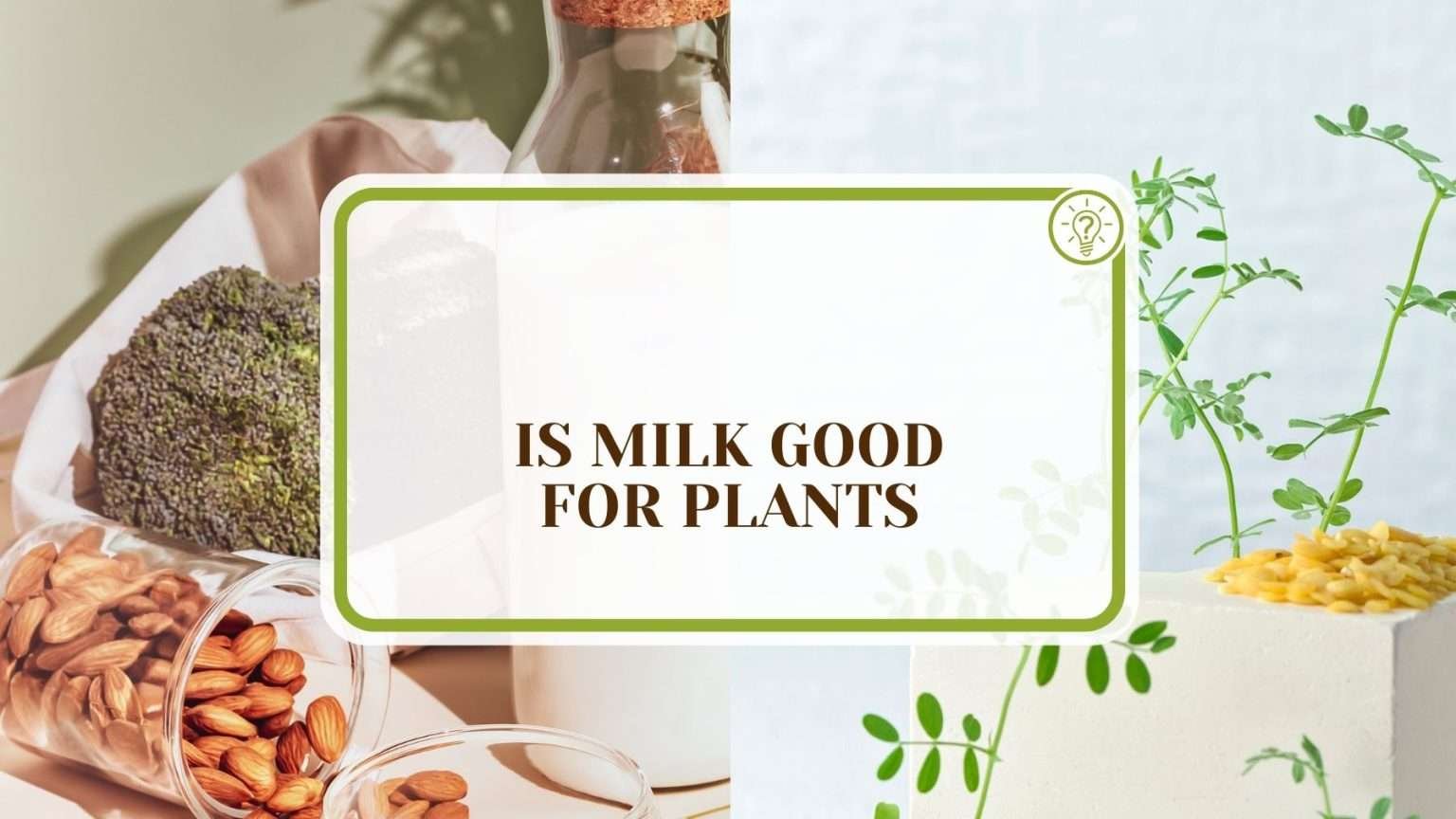 Is Milk Good for Plants? Using it in the Garden Effectively - Plant America