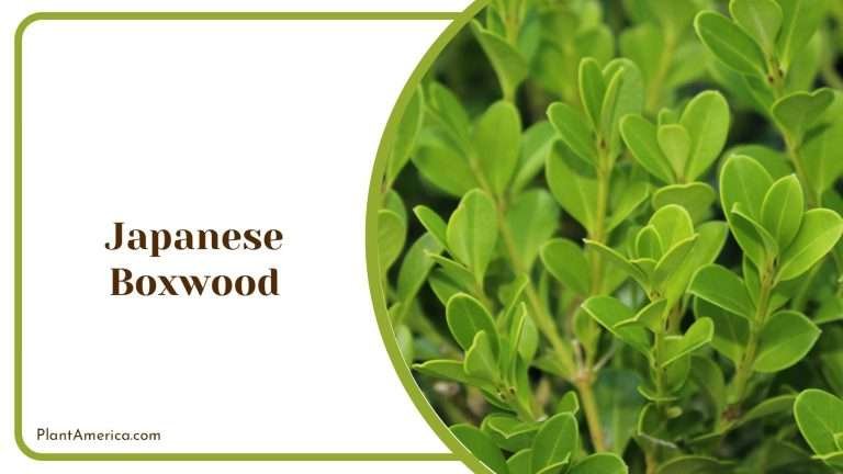 18 Japanese Garden Plants You'll Want To Grow Right Now - Plant America
