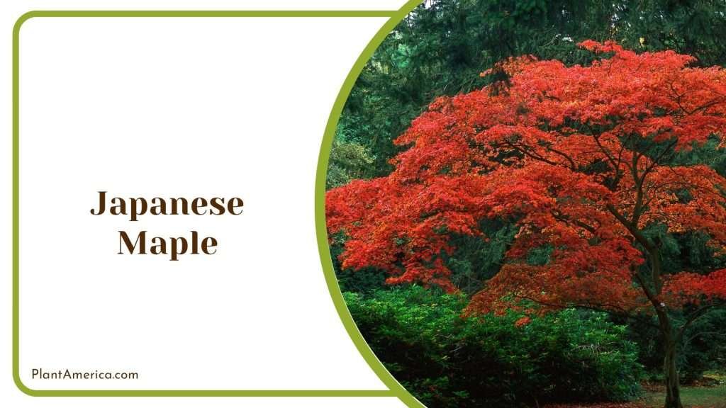 18 Japanese Garden Plants You'll Want To Grow Right Now - Plant America