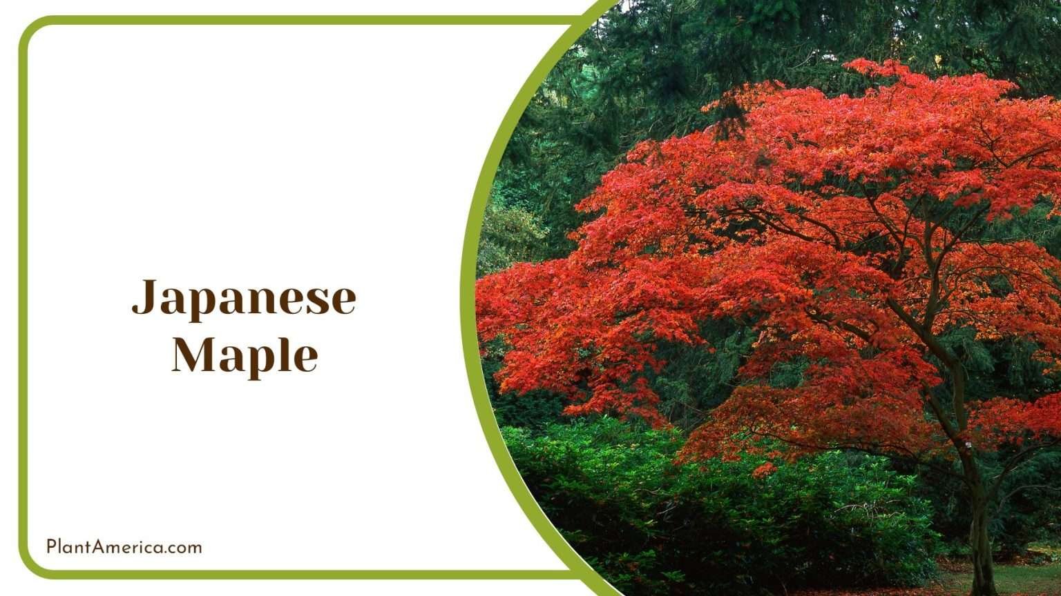 18 Japanese Garden Plants You'll Want To Grow Right Now - Plant America