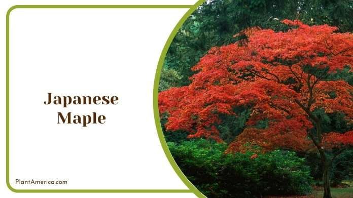18 Japanese Garden Plants You'll Want To Grow Right Now - Plant America