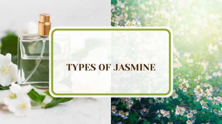 19 Types of Jasmine Every Gardener Should Know About - Plant America