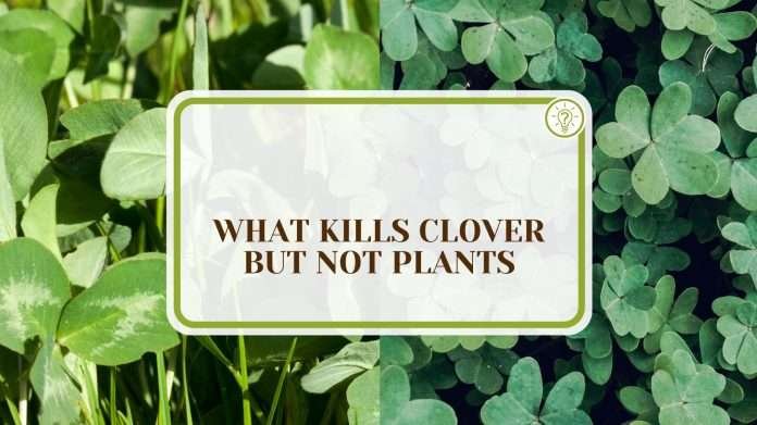 What Kills Clover but Not Plants: Chemical and Organic Ways - Plant America