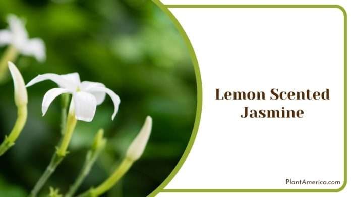 19 Types of Jasmine Every Gardener Should Know About - Plant America