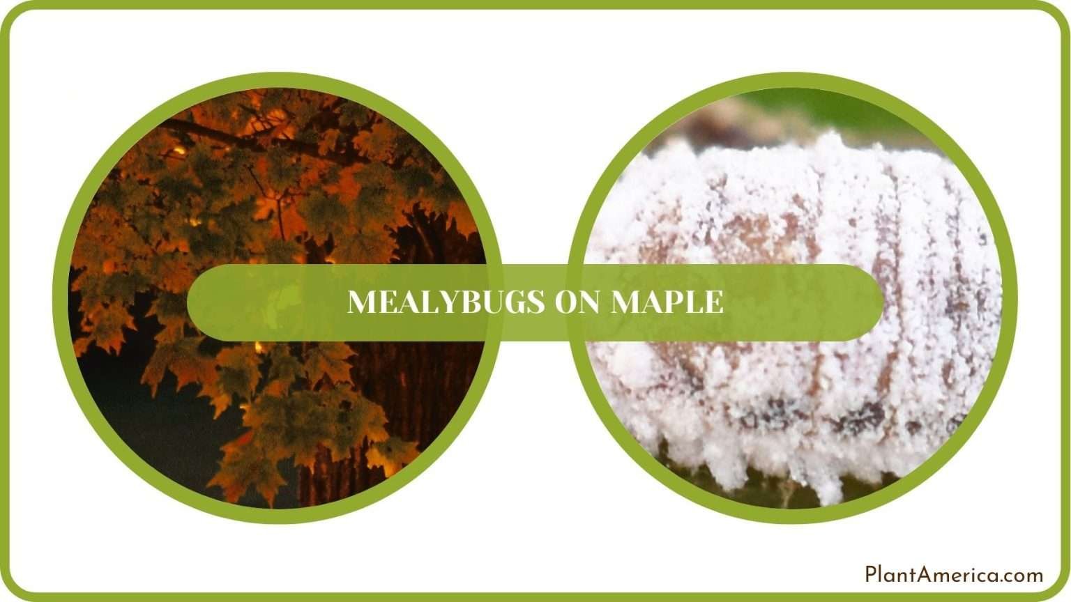 Mealybugs on Maple - Winning the Battle Against Them - Plant America