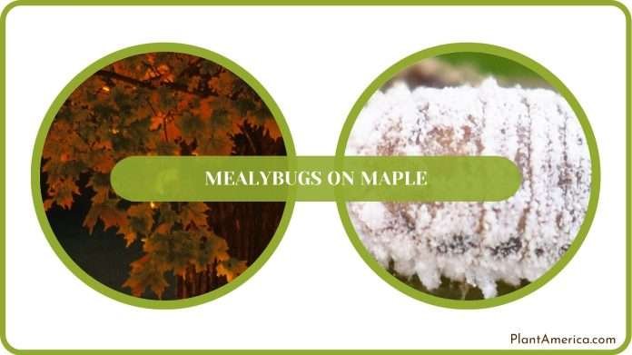 Mealybugs on Maple - Winning the Battle Against Them - Plant America