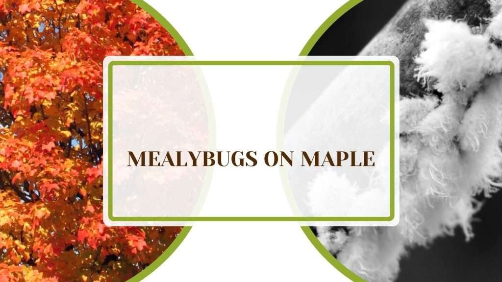 Mealybugs on Maple - Winning the Battle Against Them - Plant America