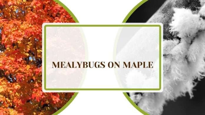 Mealybugs on Maple - Winning the Battle Against Them - Plant America