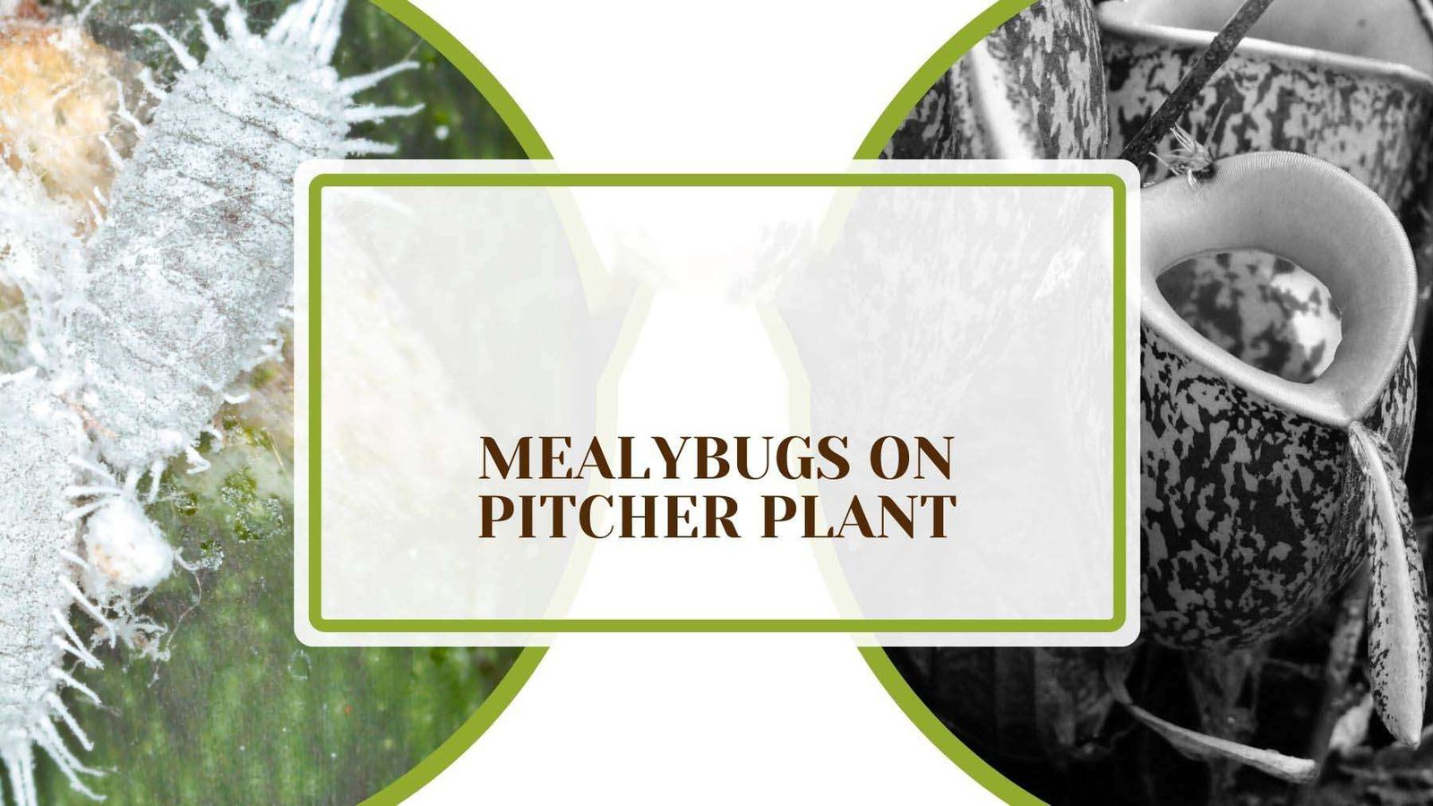 Mealybugs on Pitcher Plant - Complete Guide to Eradication - Plant America