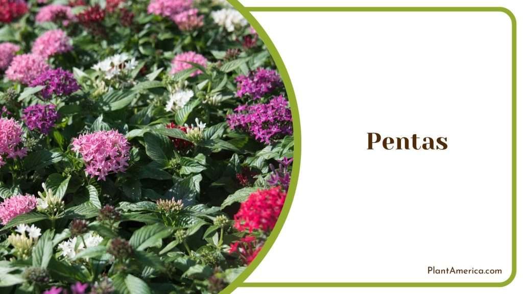 22 Container Plants for Full Sun and Heat In Summer - Plant America