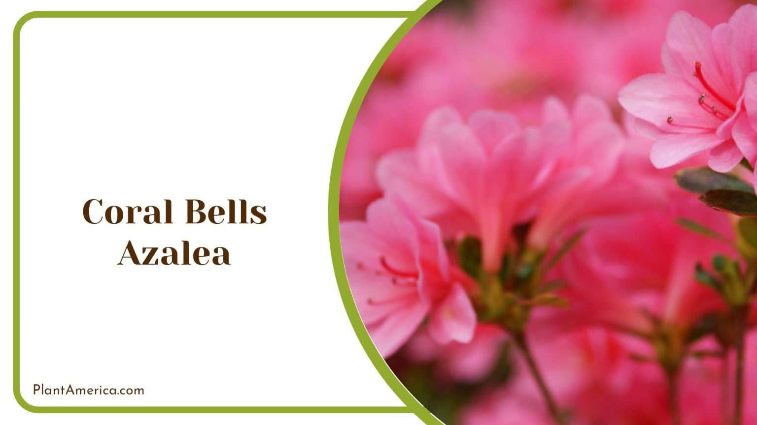 22 Types of Azaleas Varieties You Should Know About - Plant America