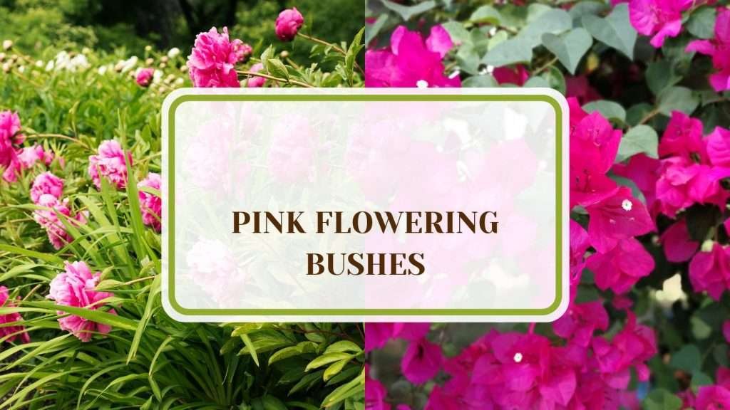 26 Pink Flowering Bushes You Need in Your Beautiful Garden - Plant America