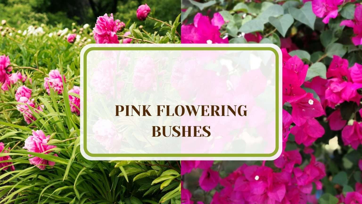 26 Pink Flowering Bushes You Need in Your Beautiful Garden - Plant America