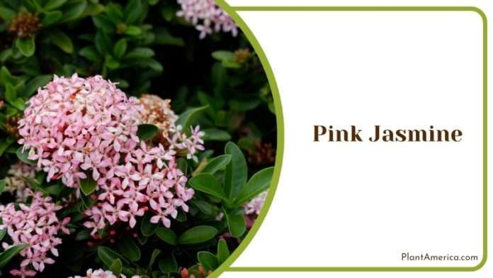19 Types of Jasmine Every Gardener Should Know About - Plant America