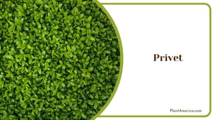 22 Fast Growing Shrubs for Privacy Hedges in Your Yard - Plant America