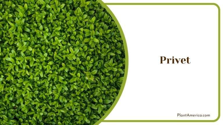22 Fast Growing Shrubs for Privacy Hedges in Your Yard - Plant America