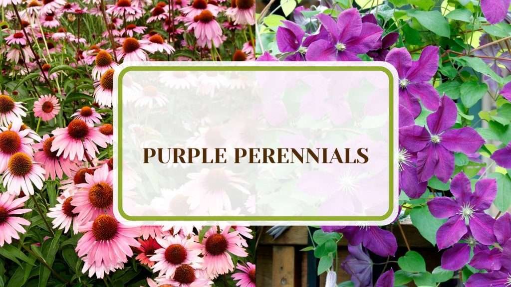 20 Purple Perennials You Should Definitely Get To Know - Plant America
