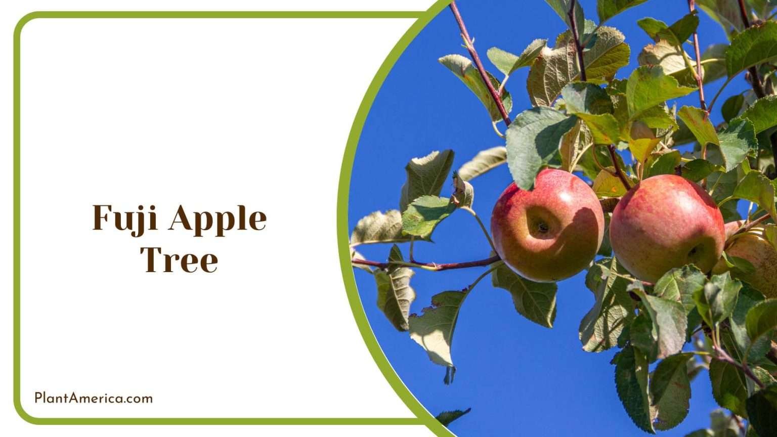 15 Fast Growing Fruit Trees To Have In Your Collection - Plant America