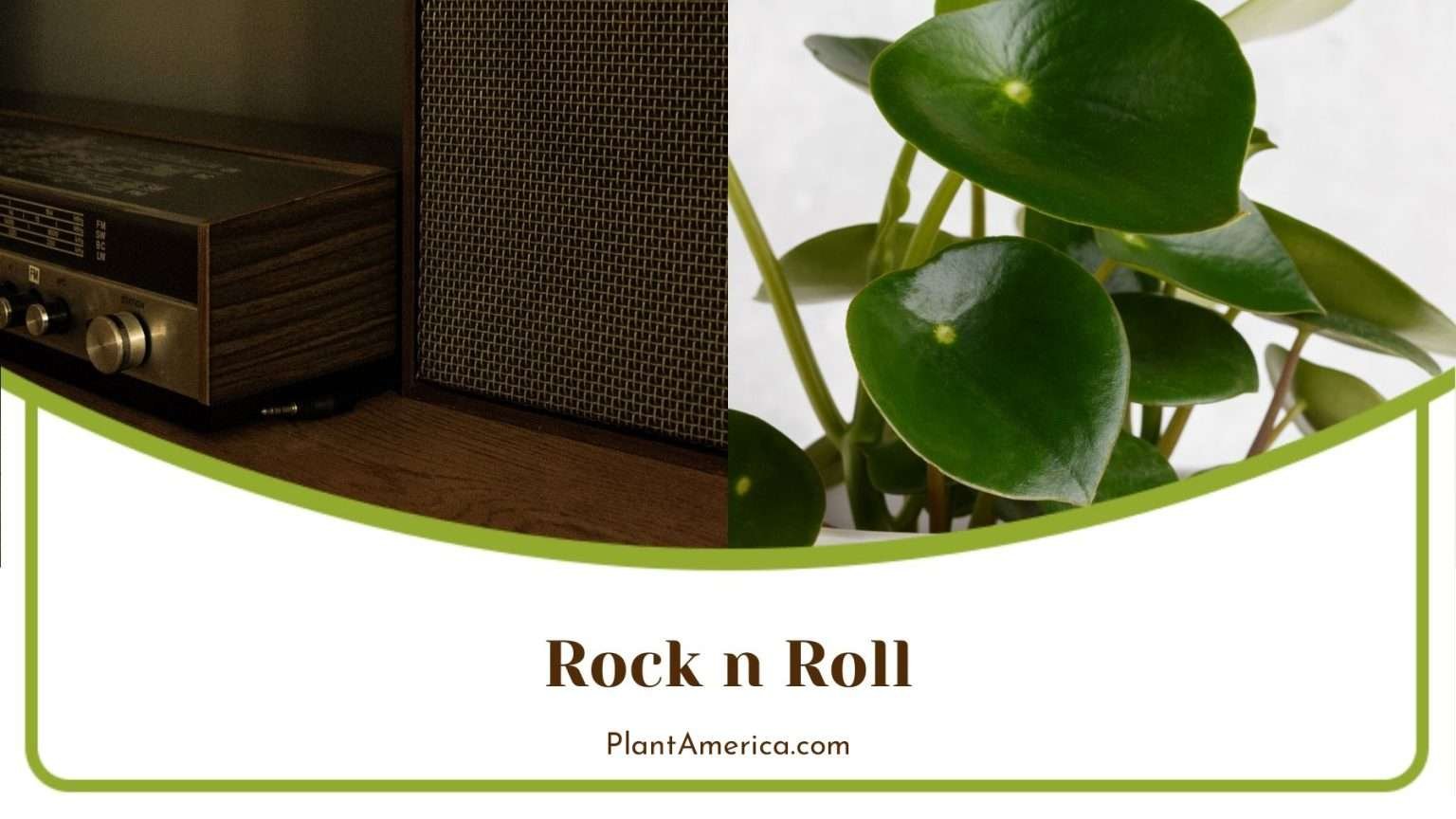 Does Music Affect Plant Growth and Which Genre Is the Best? - Plant America