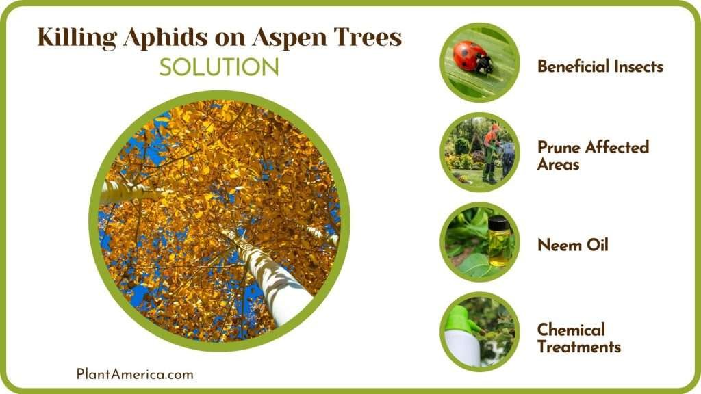 Killing Aphids on Aspen Trees: Causes and Fixes - Plant America