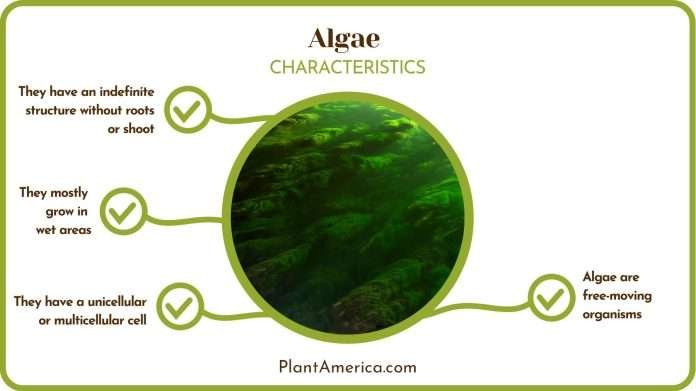 Plants Vs Algae: A Detailed Comparison of the Two Organisms - Plant America