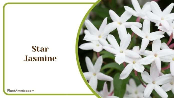 19 Types of Jasmine Every Gardener Should Know About - Plant America