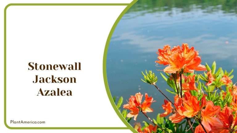 22 Types of Azaleas Varieties You Should Know About - Plant America