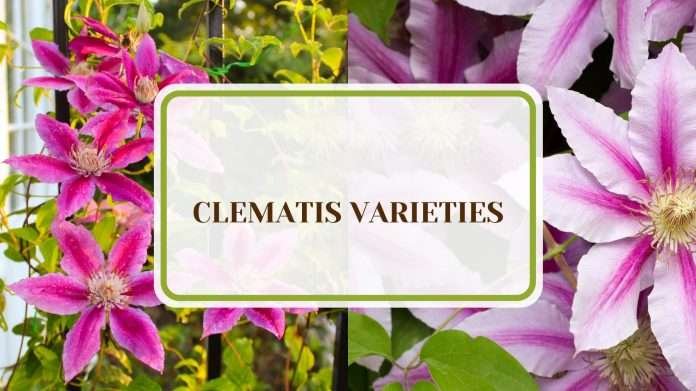 26 Clematis Varieties and Types for Blooms in Your Garden - Plant America