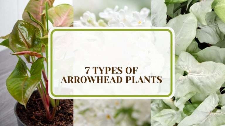 7 Types of Arrowhead Plants: The Ones You Must Start Growing - Plant ...
