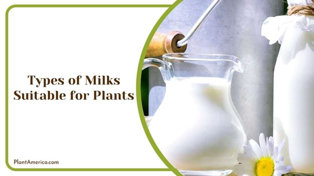 Is Milk Good for Plants? Using it in the Garden Effectively - Plant America