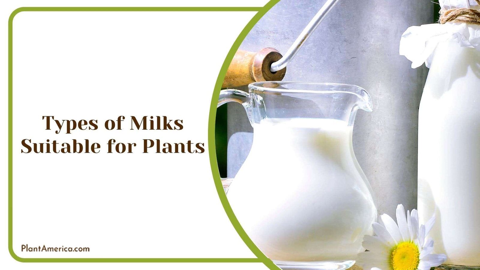 Is Milk Good for Plants? Using it in the Garden Effectively - Plant America