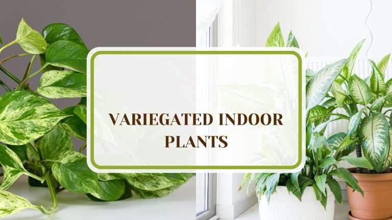 15 Variegated Indoor Plants To Transform Your Interiors - Plant America
