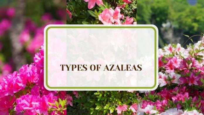 22 Types of Azaleas Varieties You Should Know About - Plant America