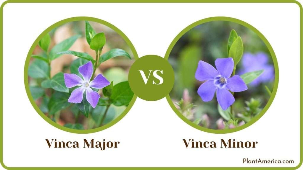 Vinca Major vs Vinca Minor: The Ways to Differentiate Them - Plant America