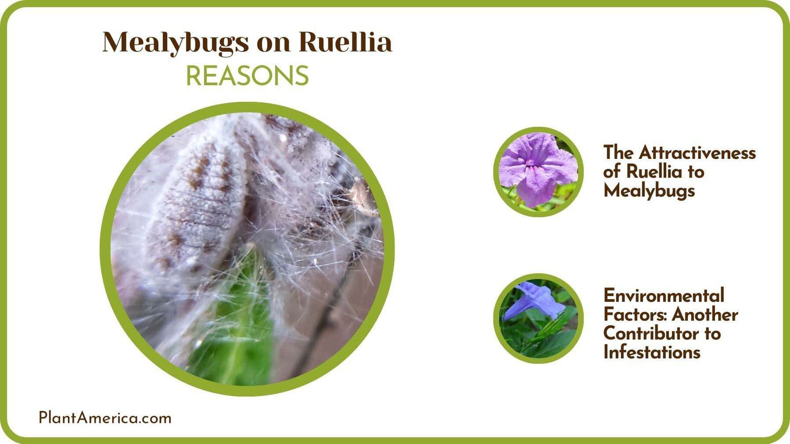 Mealybugs on Ruellia - How to Tackle These Pests Easily? - Plant America