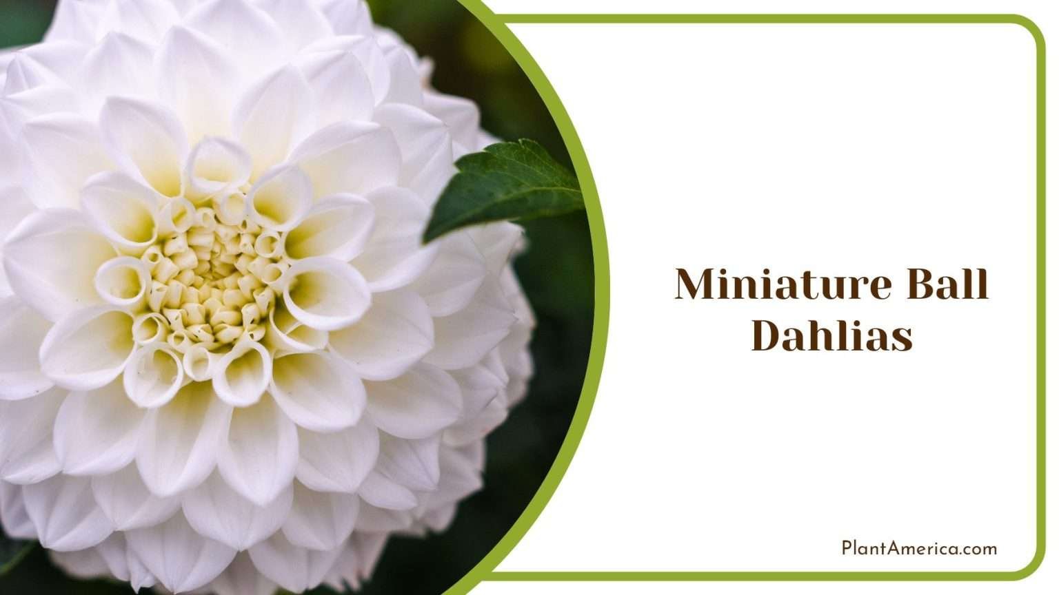 25 Dahlia Flower Types and Varieties You Must Know About - Plant America